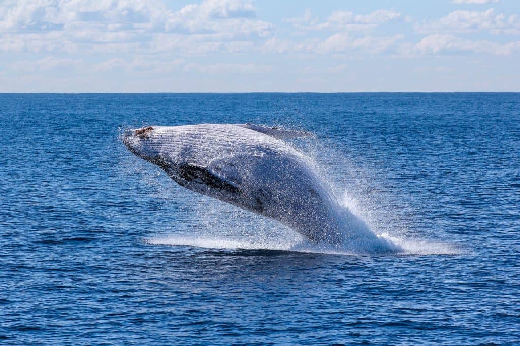 50 Whale Facts About The Giants Of The Ocean - Facts.net