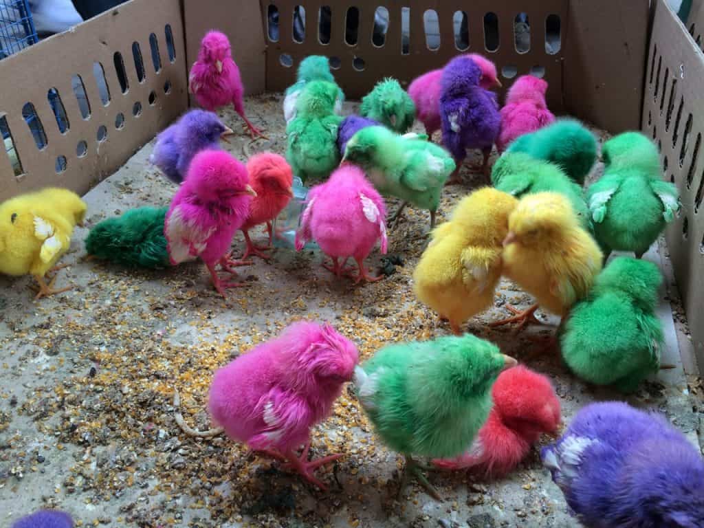 70 Fun Facts About Easter You Must Know - Facts.net