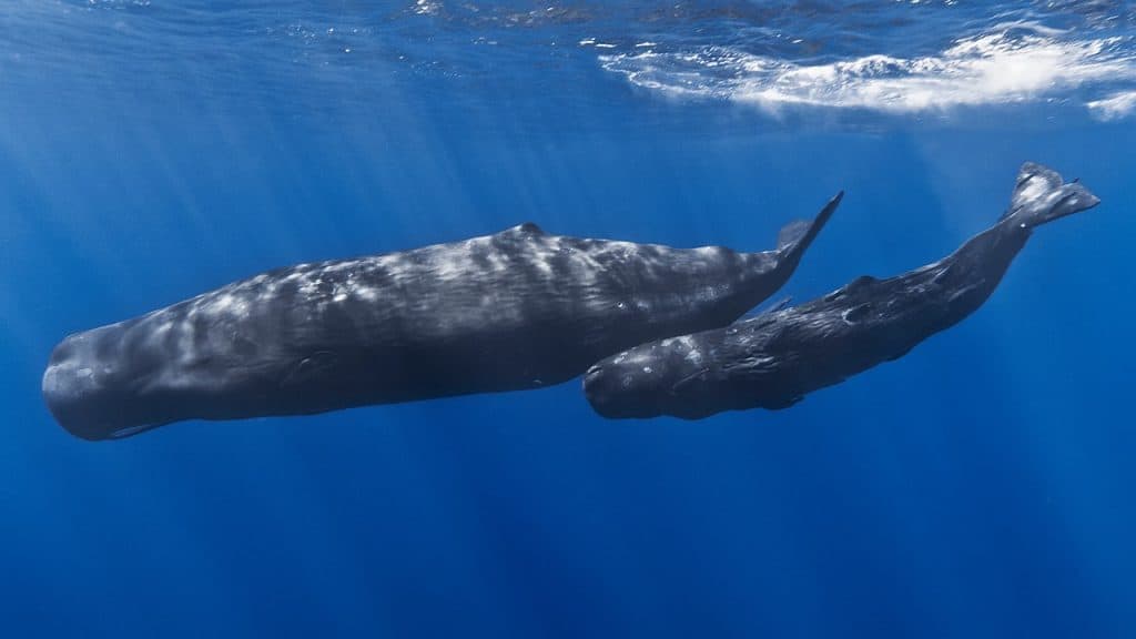 50 Whale Facts About The Giants Of The Ocean - Facts.net