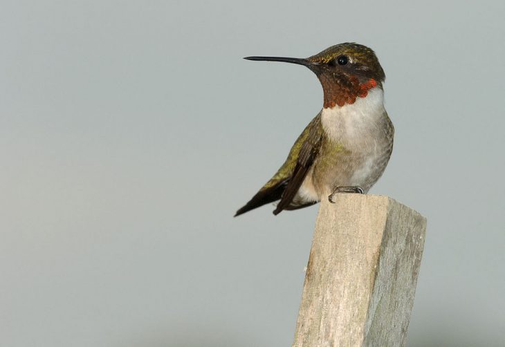 40 Cool Hummingbird Facts About The World's Smallest Bird