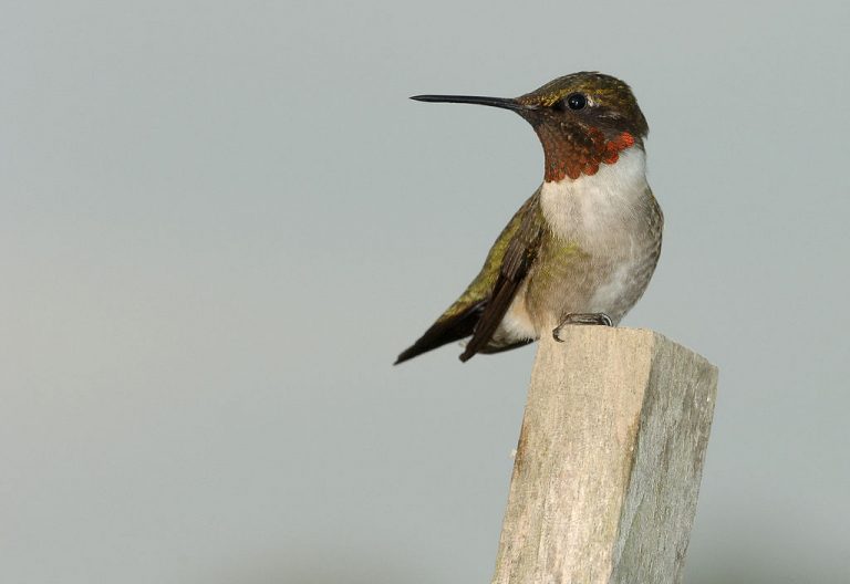 40 Cool Hummingbird Facts About The World's Smallest Bird