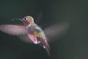 40 Cool Hummingbird Facts About The World's Smallest Bird