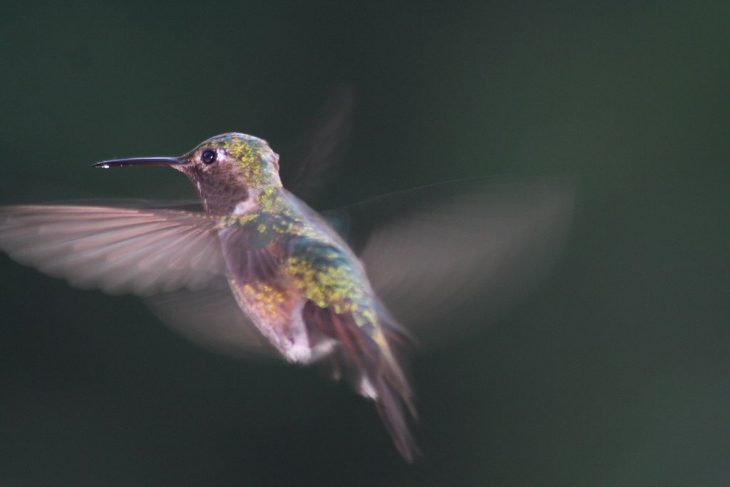 40 Cool Hummingbird Facts About The World's Smallest Bird