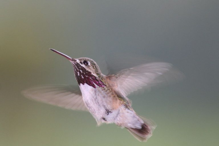40 Cool Hummingbird Facts About The World's Smallest Bird
