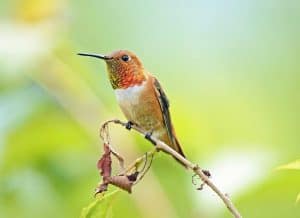 40 Cool Hummingbird Facts About The World's Smallest Bird