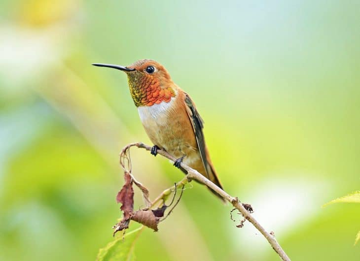 40 Cool Hummingbird Facts About The World's Smallest Bird