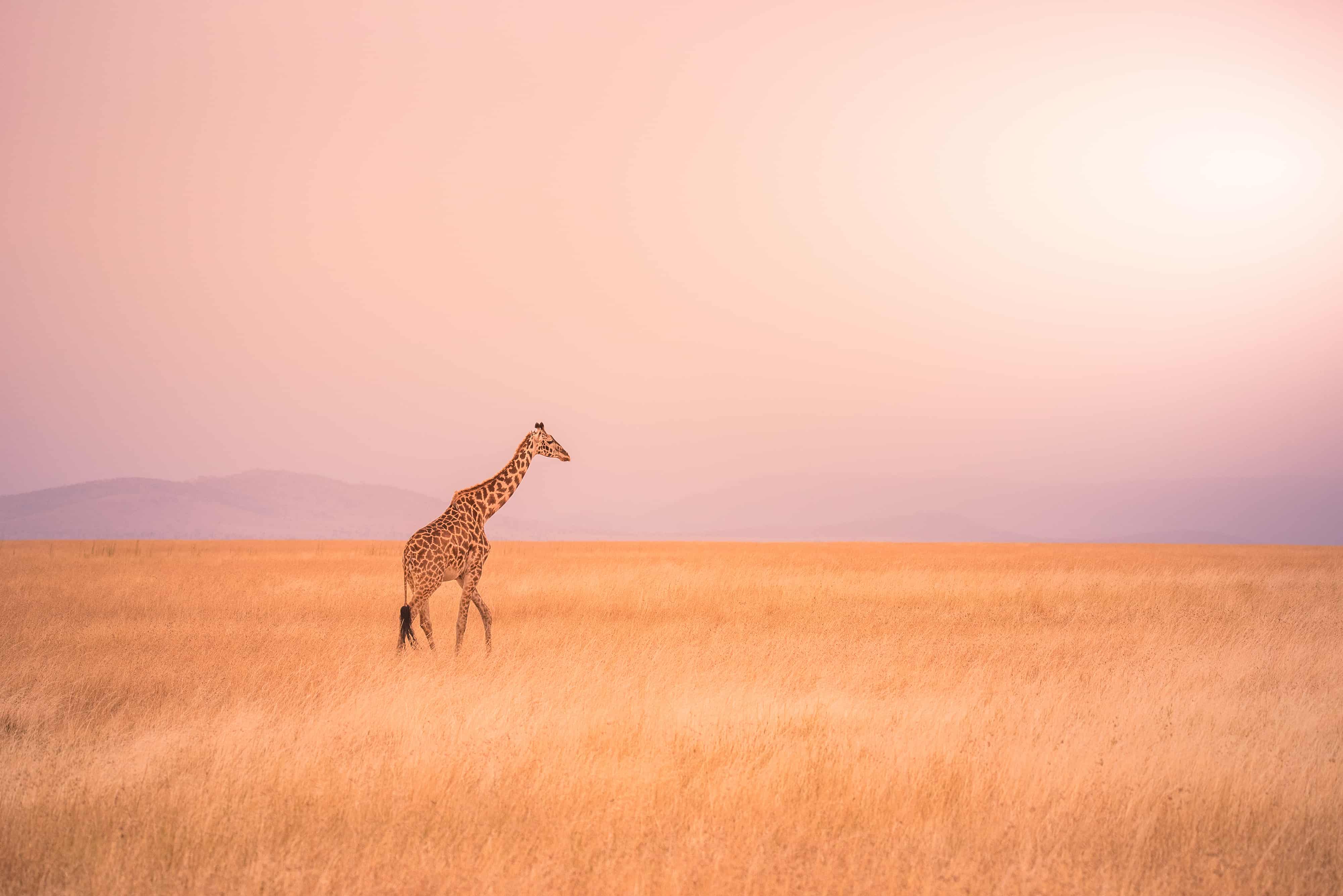 104 Exciting Animal Facts About The Animal Kingdom Facts