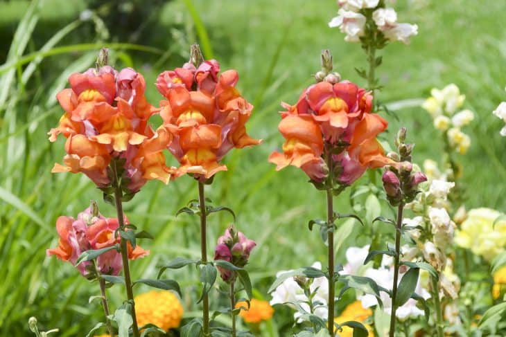 100 Incredible Plant Facts To Paint Your Fingers Green - Facts.net