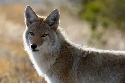 50 Interesting Coyote Facts That You Should Know - Facts.net