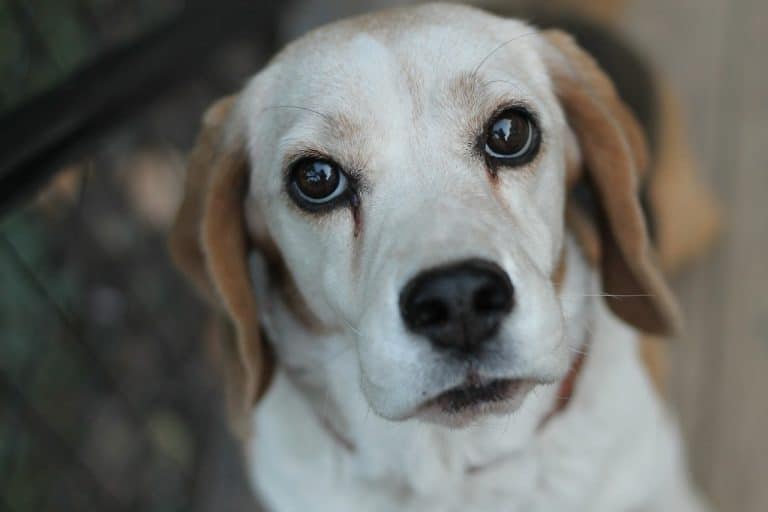 40 Surprising Beagle Facts About This Adorable Hound - Facts.net
