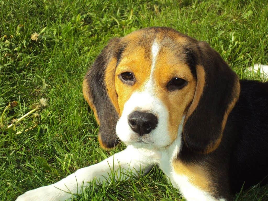 40 Surprising Beagle Facts About This Adorable Hound - Facts.net
