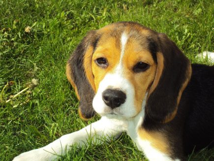 40 Surprising Beagle Facts About This Adorable Hound - Facts.net
