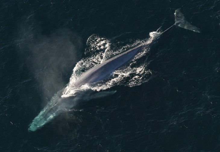 50 Incredible Blue Whale Facts For You To Find Out