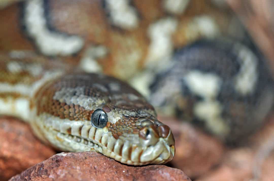 100 Snake Facts That Will Swallow You Whole - Facts.net