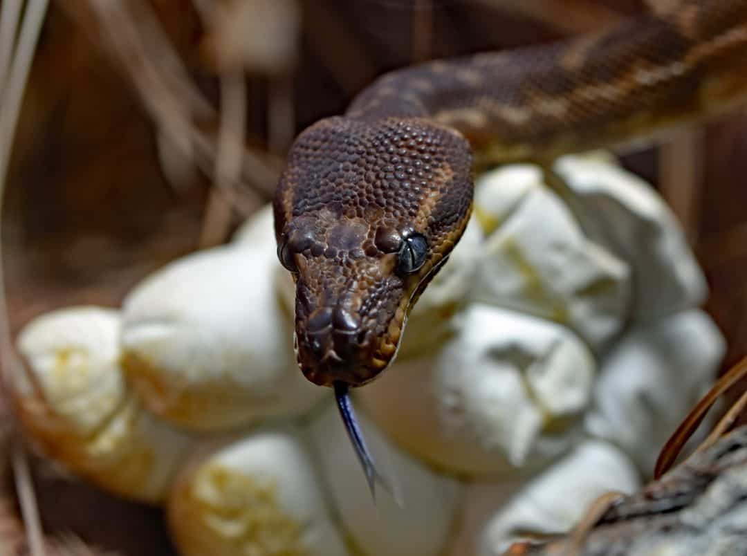 100 Snake Facts That Will Swallow You Whole - Facts.net