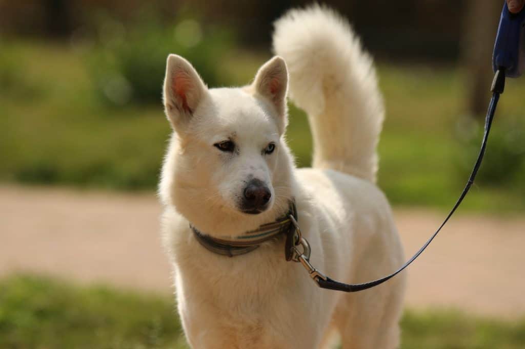 101 Interesting Siberian Husky Facts That Will Endear You - Facts.net