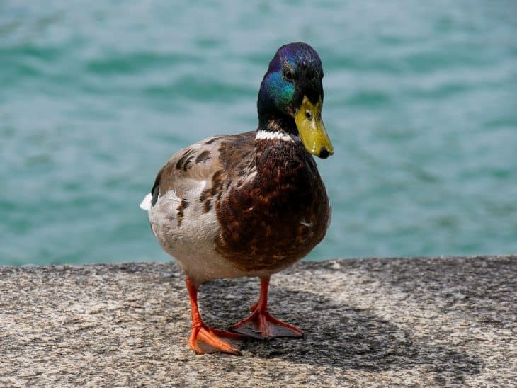 104 Exciting Animal Facts About The Animal Kingdom - Facts.net