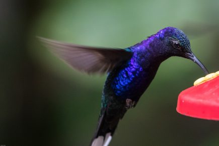 40 Cool Hummingbird Facts About The World's Smallest Bird