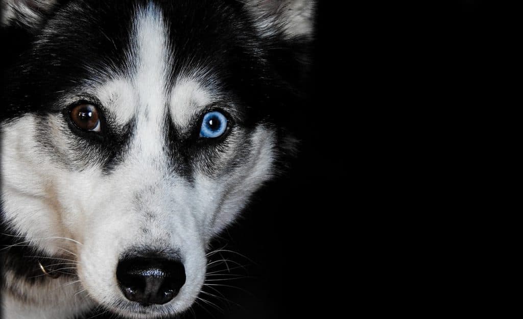 101 Interesting Siberian Husky Facts That Will Endear You - Facts.net