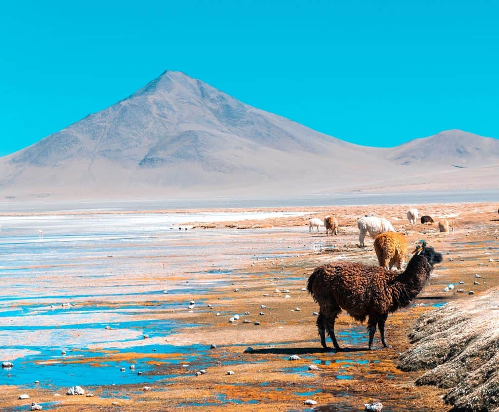 80 Surprising Bolivia Facts That You Never Expected