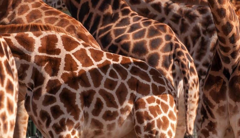 50 Interesting Giraffe Facts That Will Tower Over You