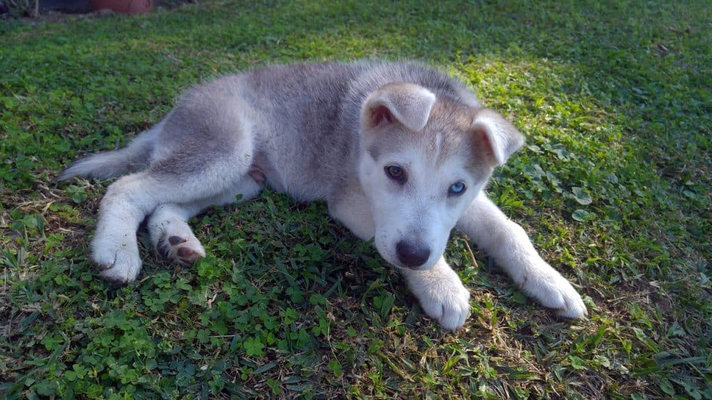 101 Interesting Siberian Husky Facts That Will Endear You - Facts.net