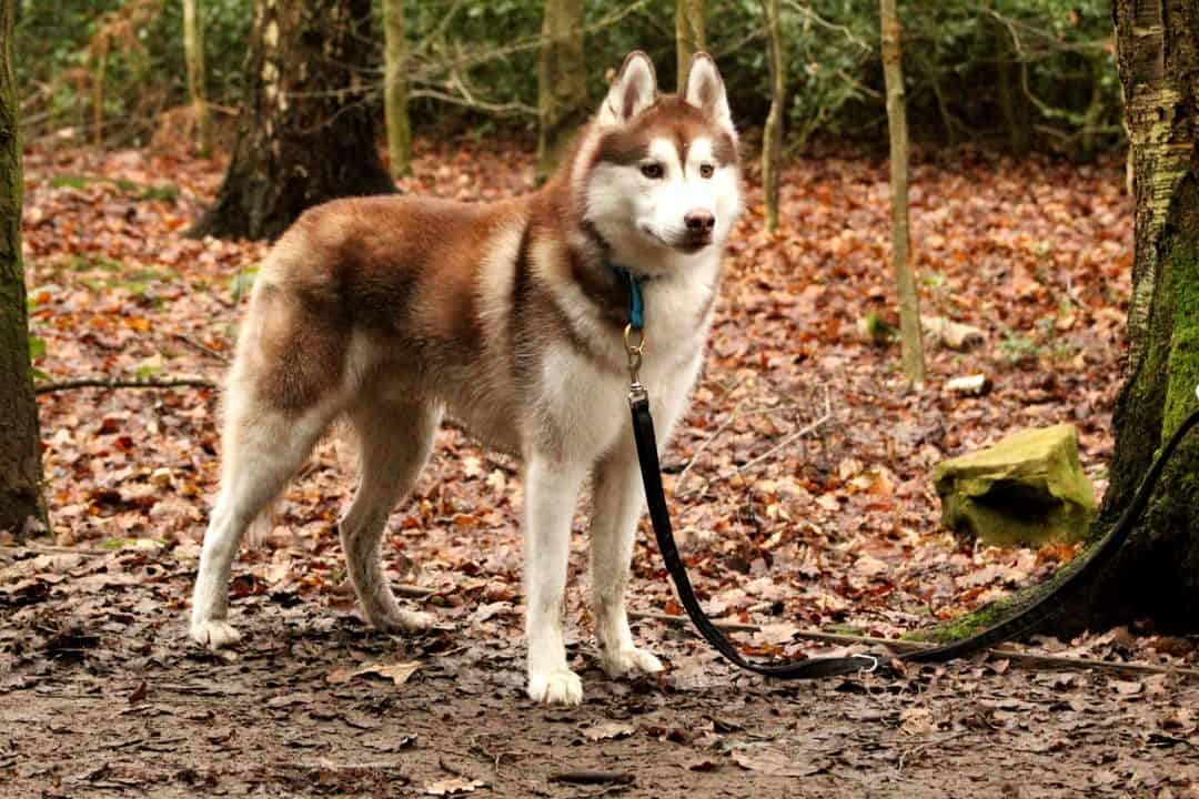 101 Interesting Siberian Husky Facts That Will Endear You - Facts.net