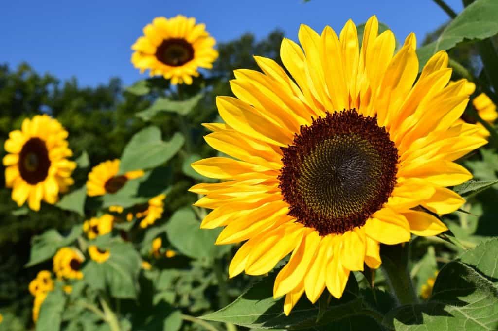 70 Interesting Sunflower Facts To Brighten Up Your Day - Facts.net