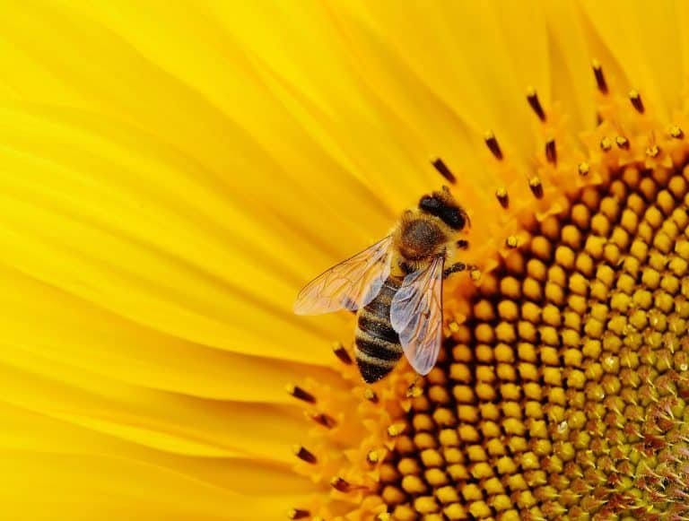70 Interesting Sunflower Facts To Brighten Up Your Day - Facts.net