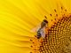 70 Interesting Sunflower Facts To Brighten Up Your Day - Facts.net