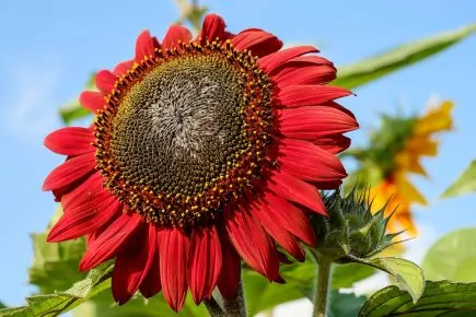 70 Interesting Sunflower Facts To Brighten Up Your Day - Facts.net