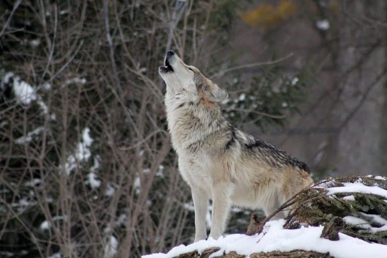 70 Interesting Wolf Facts That The Media Never Told You