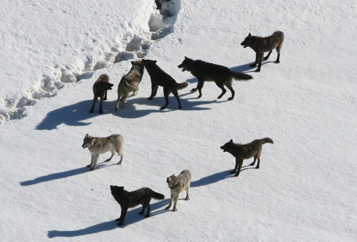 70 Interesting Wolf Facts That The Media Never Told You