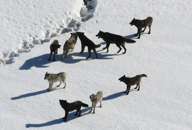 70 Interesting Wolf Facts That The Media Never Told You