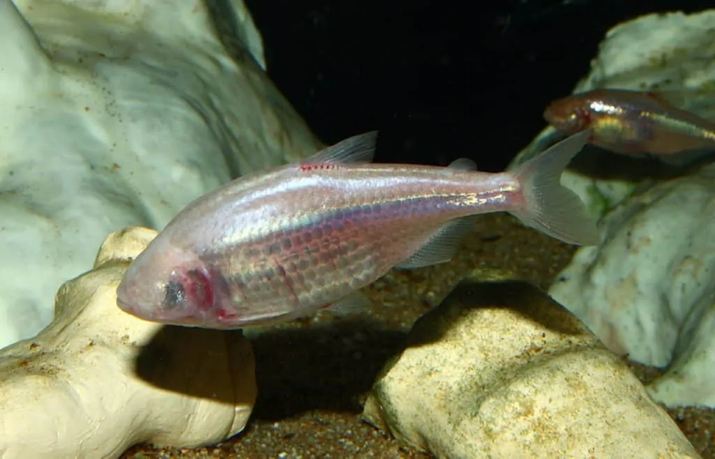 30 Cavefish Facts About The World's Most Elusive Fish