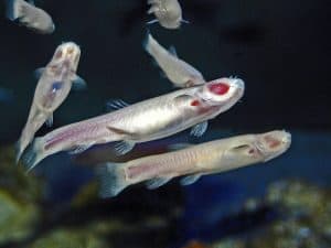 30 Cavefish Facts About The World's Most Elusive Fish