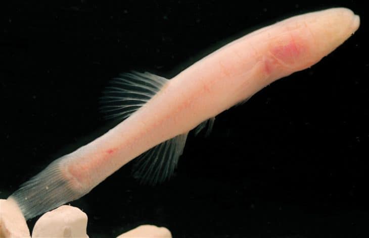 30 Cavefish Facts About The World's Most Elusive Fish