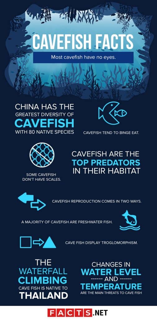 30 Cavefish Facts About The World's Most Elusive Fish