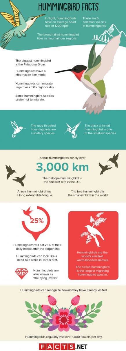 40 Cool Hummingbird Facts About The World's Smallest Bird