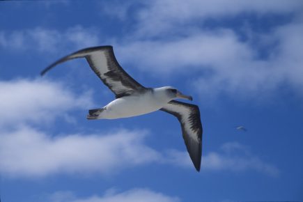 40 Albatross Facts About The Most Legendary Bird