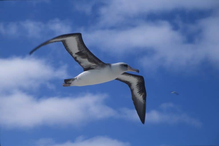 40 Albatross Facts About The Most Legendary Bird