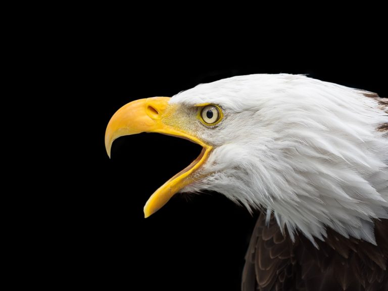 50 Cool Eagle Facts You Probably Never Knew About