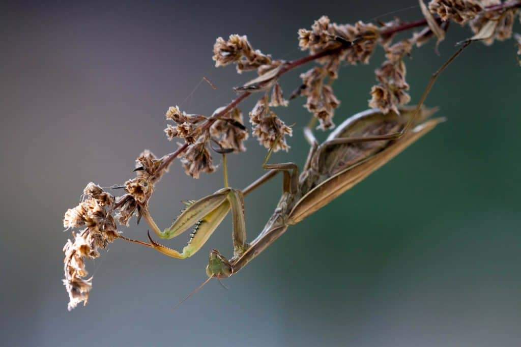 40 Surprising Praying Mantis Facts You Probably Didn't Know About