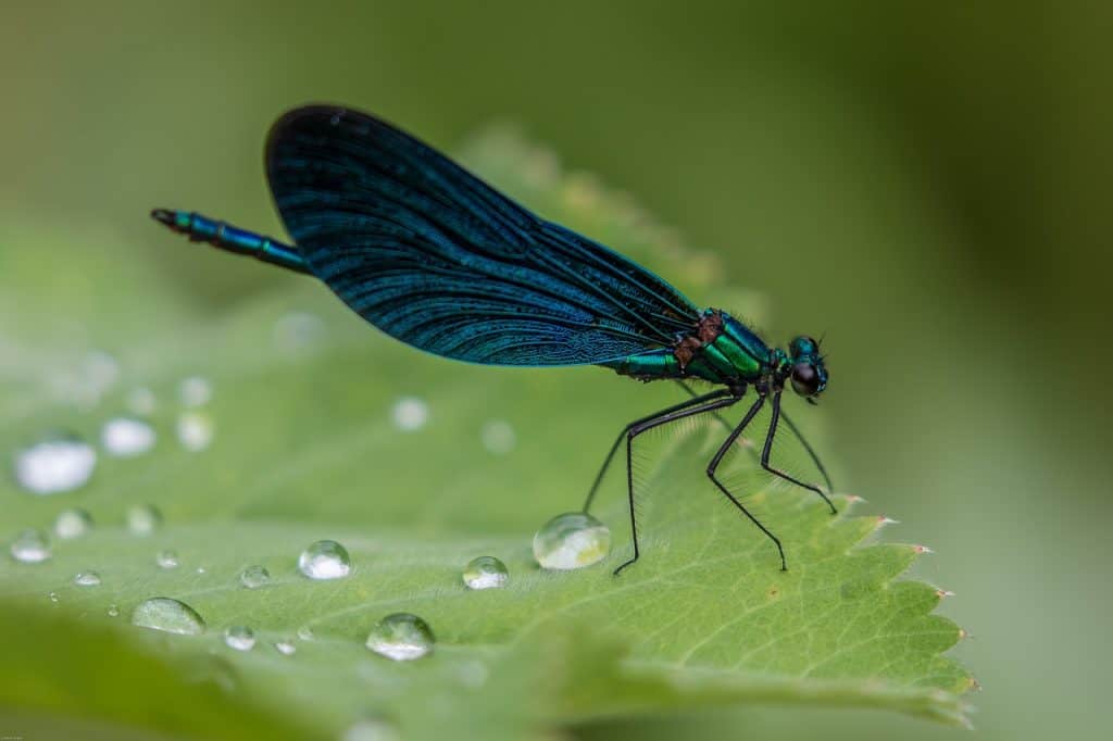 40 Fascinating Dragonfly Facts You Probably Never Expected