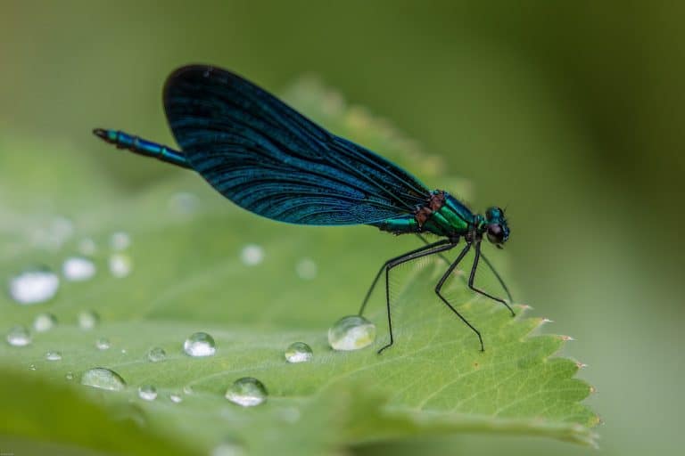 40 Fascinating Dragonfly Facts You Probably Never Expected