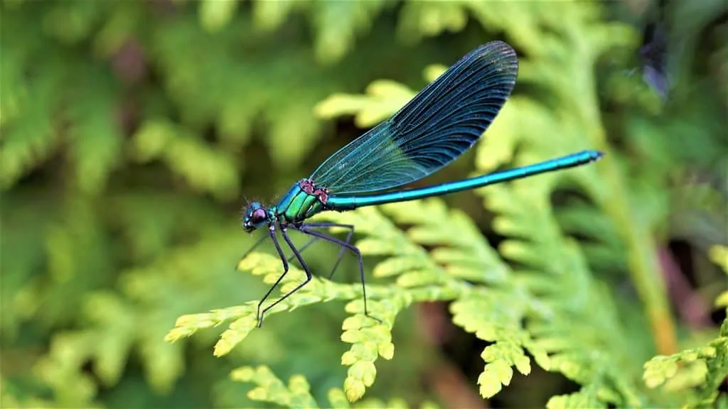 40 Fascinating Dragonfly Facts You Probably Never Expected