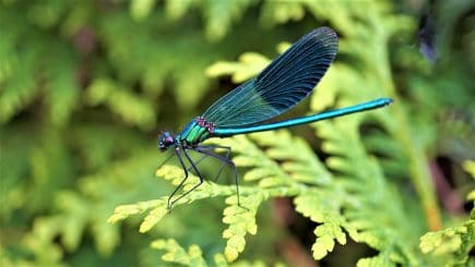 40 Fascinating Dragonfly Facts You Probably Never Expected