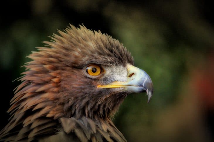 50 Cool Eagle Facts You Probably Never Knew About
