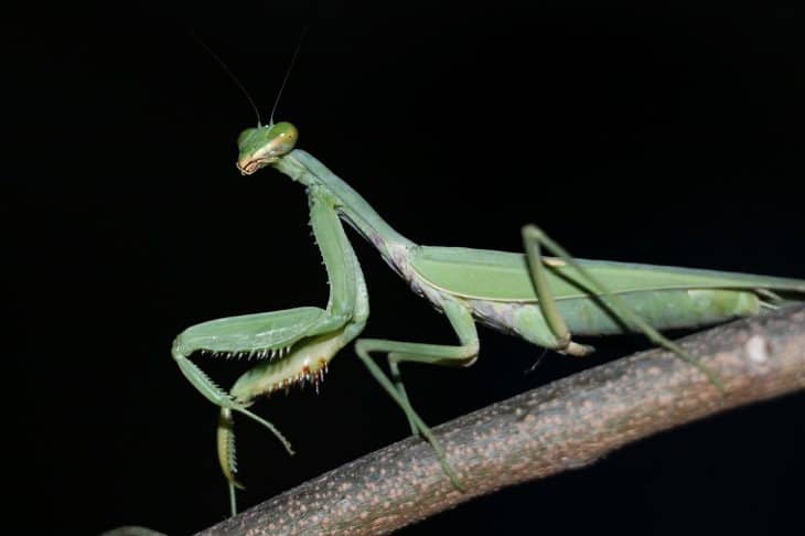 40 Surprising Praying Mantis Facts You Probably Didn't Know About