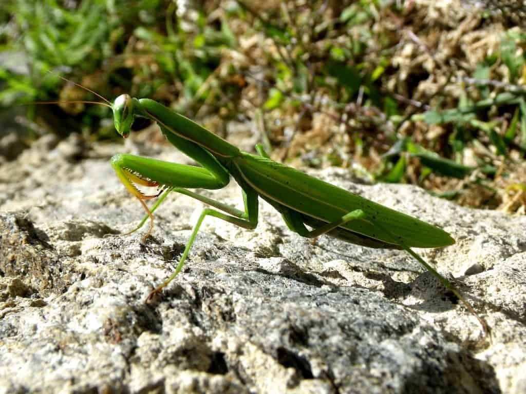 40 Surprising Praying Mantis Facts You Probably Didn't Know About